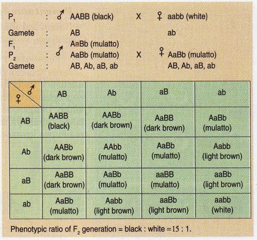 Epistasis, Hypostsis, Polygenic And Criptomere - New Science Biology