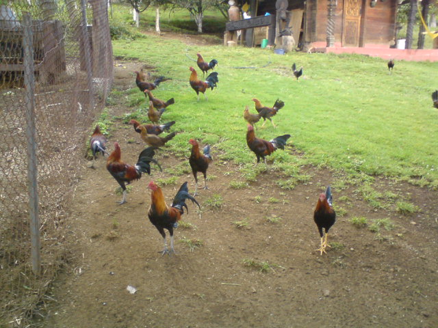 Gallos Michoacanos: Bienvenidos a rancho de gallos michoacanos