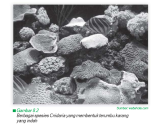 Berbagai Filum pada Animalia - Our Akuntansi