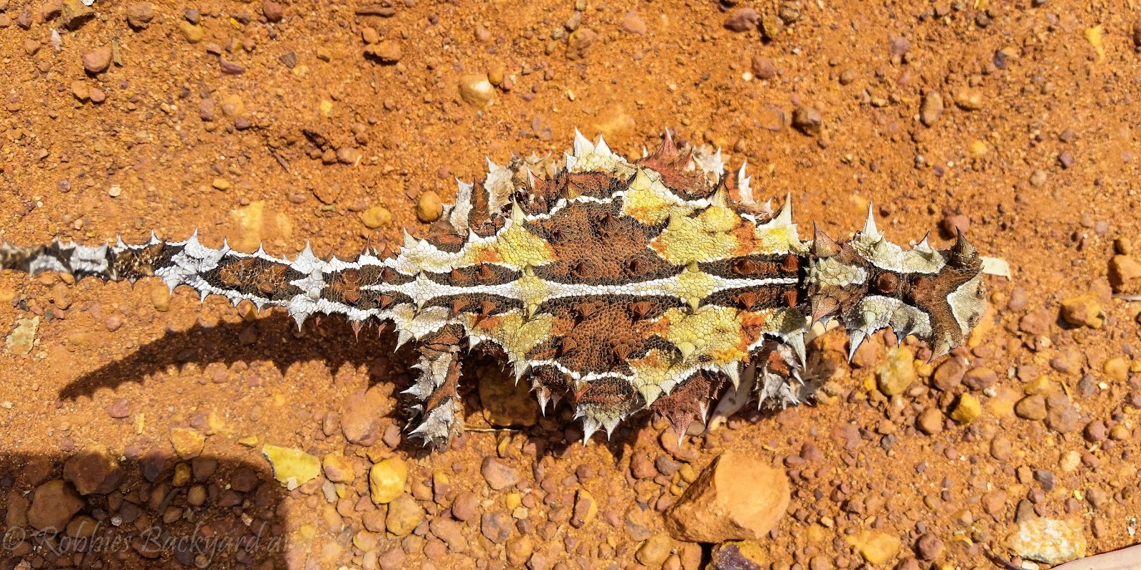 The Fearsome Mountain Devil