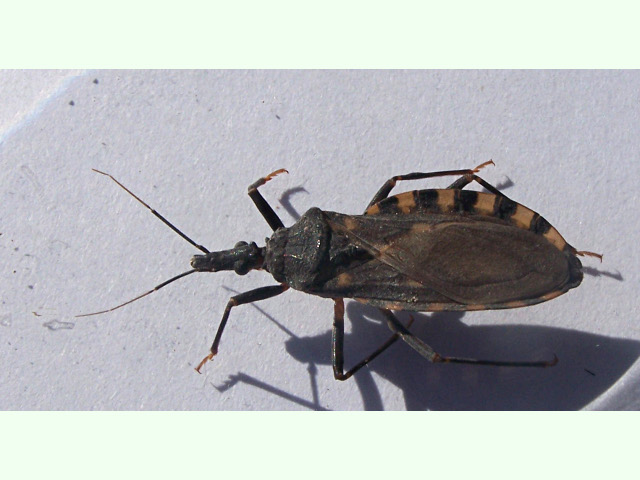 Infection Landscapes: Trypanosomiasis Part 2: Chagas Disease