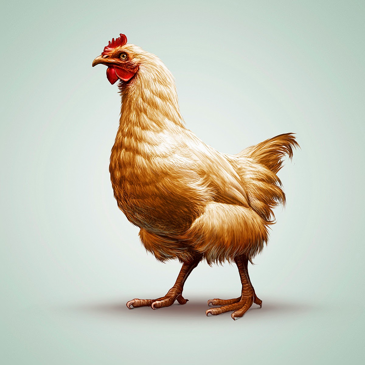 Jornal Folha de Negócios: Se a galinha tem asas, por que não consegue voar?