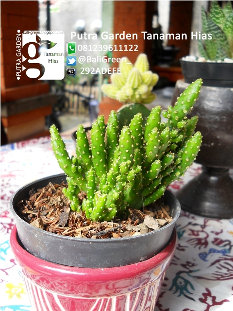 PUTRA GARDEN BALI: Tanaman Kaktus Mini Unik Untuk Dekorasi Meja Rumah Anda