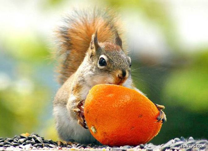 Cute Squirrels doing cute things