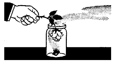 School Science Project: Bleached rose Science Project