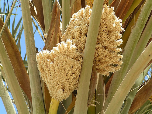 DIÁRIO COM A NATUREZA: 04 DE NOVEMBRO - TAMARA - TAMAREIRA - FLOR - FRUTA