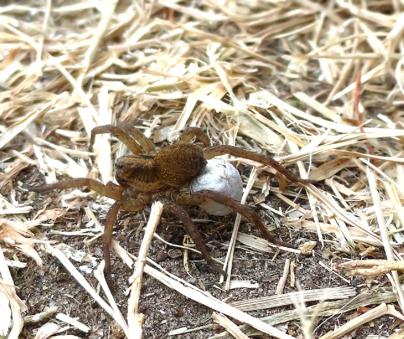 Weert en natuur: Allemaal beestjes #10