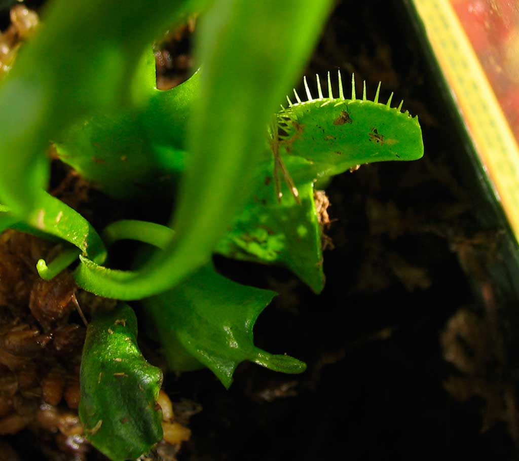 Jupiter Venus Flytrap