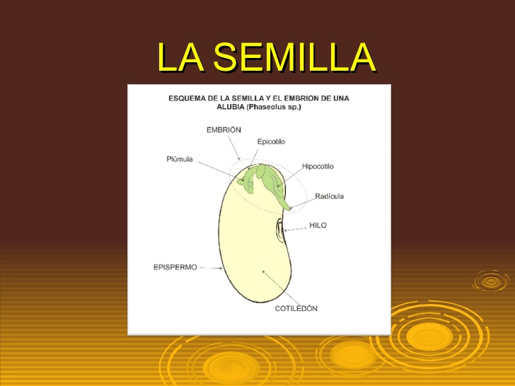 LA SEMILLA