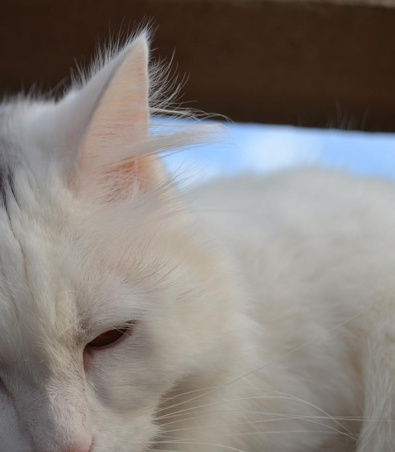 For the Love of Dirt: March 2011