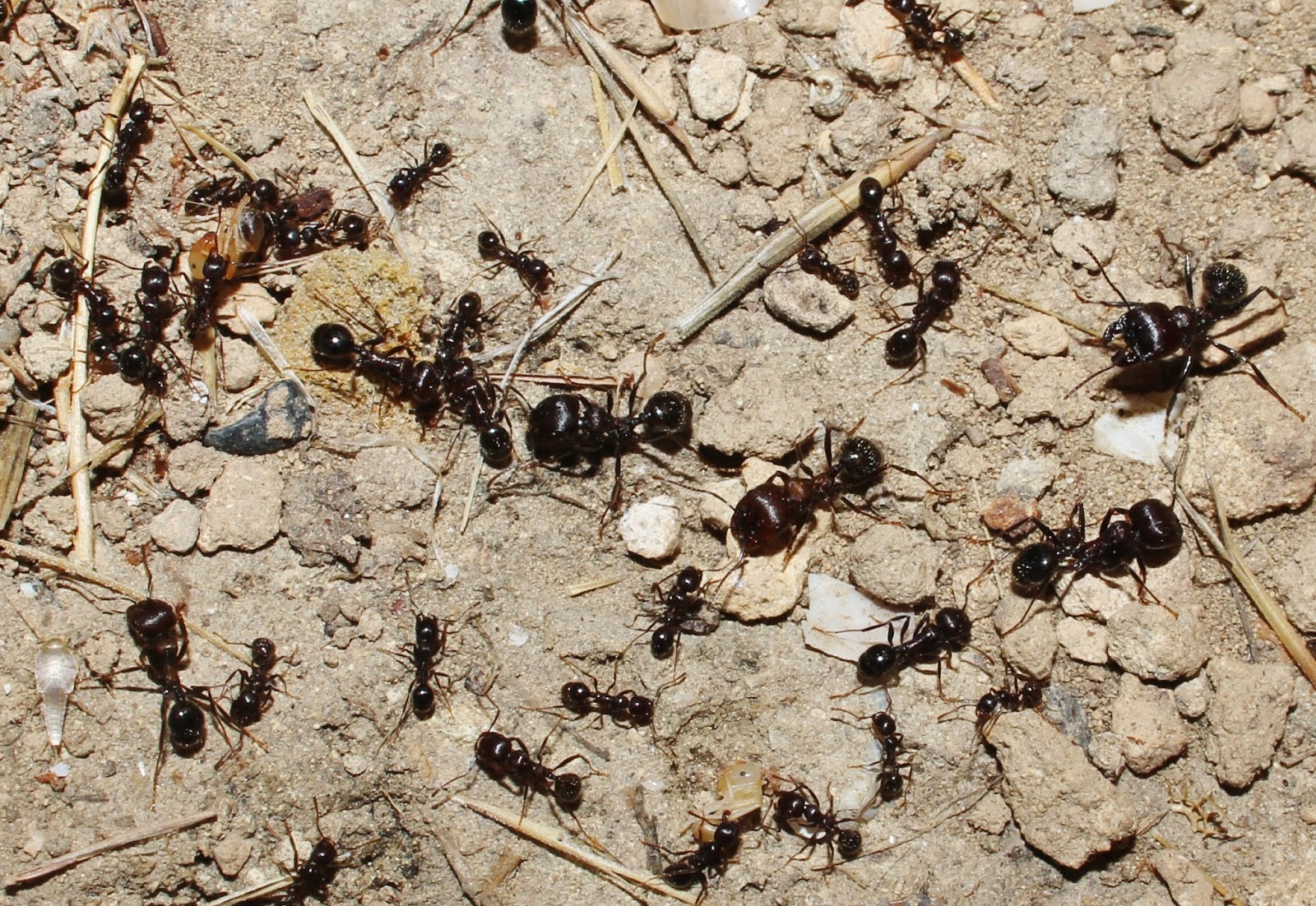 Biodiversity of Cyprus by NGO Protection of the Natural Heritage and ...