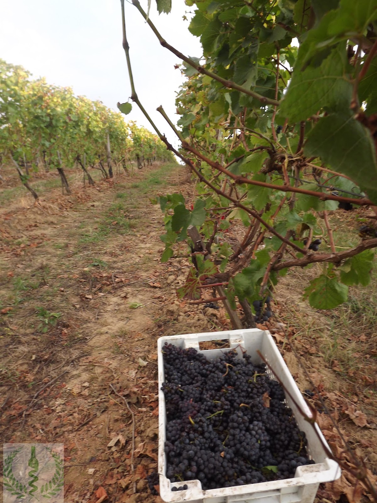 WineJour: Vinarija Fruškogorski vinogradi, Banoštor, Fruška gora ...