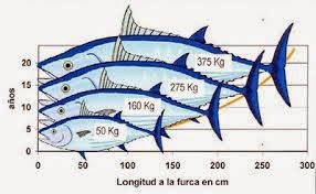 Atún rojo del Mediterráneo