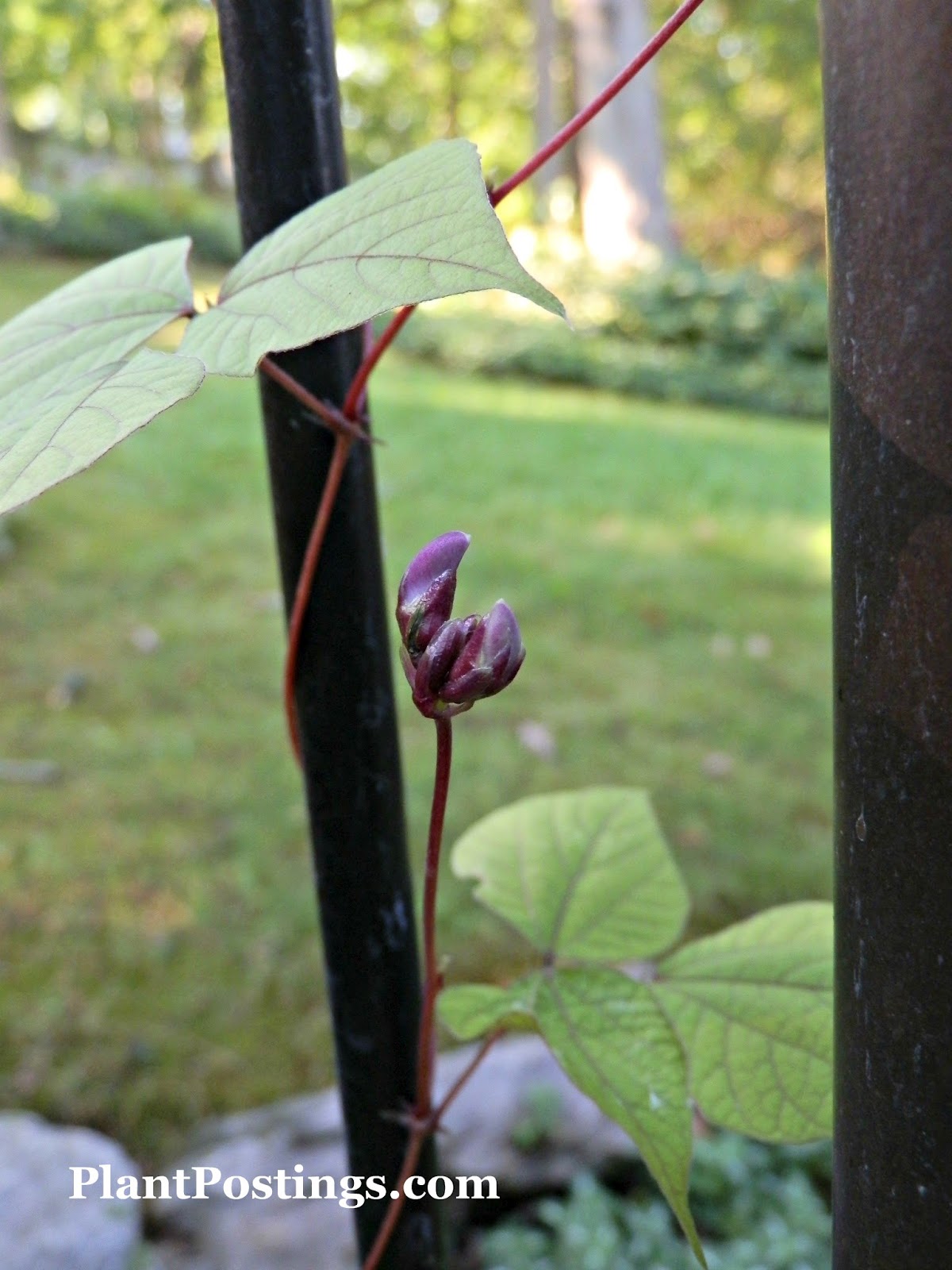 PlantPostings: A tale of two vines