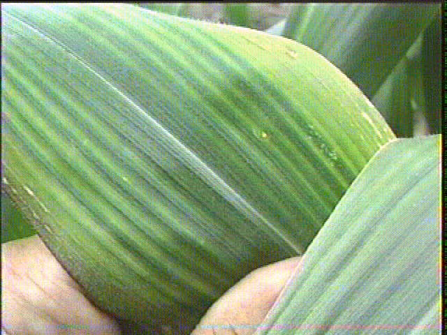 Managing Plant Nutrients: Soil and Fertilizer Magnesium