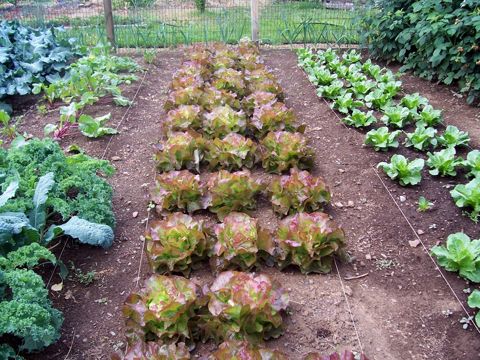 Ross Family Farm: Lettuce, Radishes, and Kale