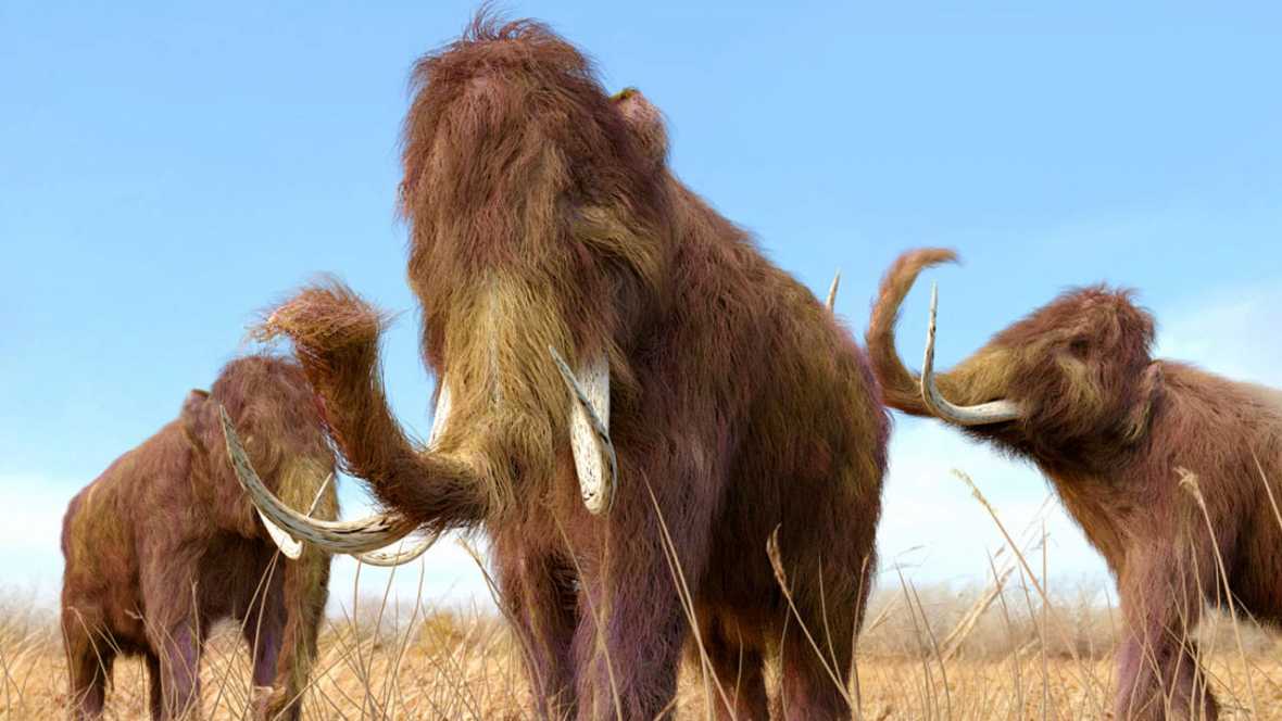 Genetic study sheds light on the diversity and evolution of mammoths ...