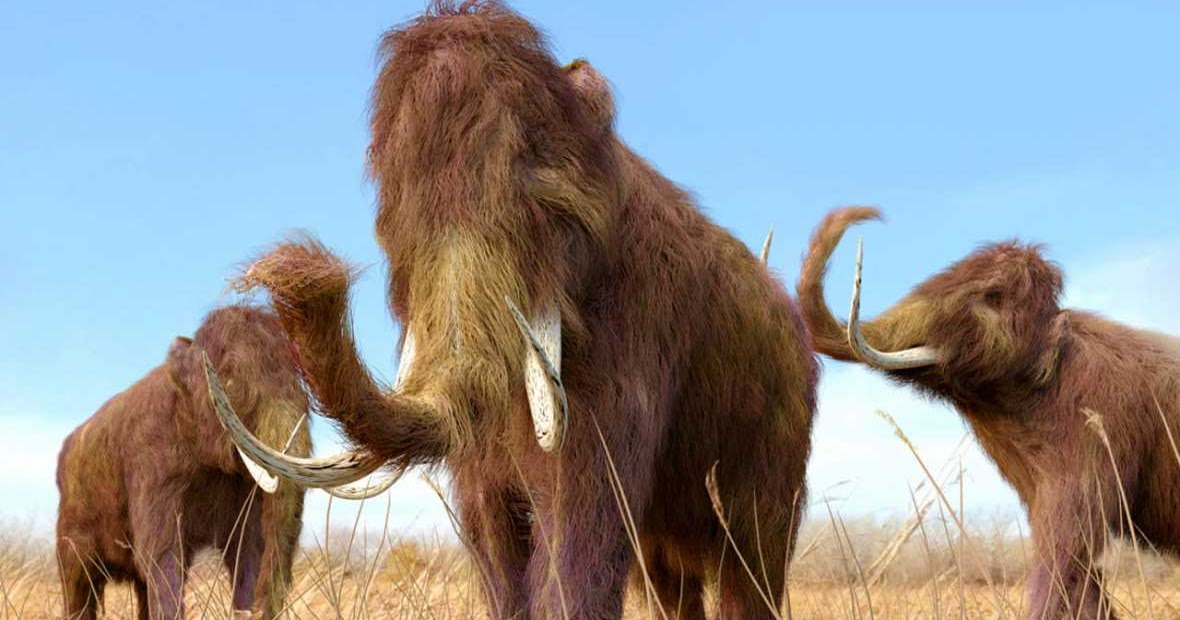 Genetic study sheds light on the diversity and evolution of mammoths ...