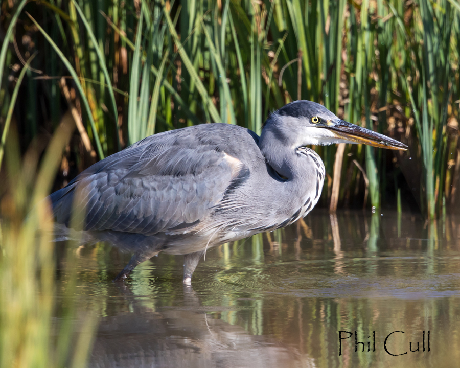 Phil Cull Wildlife Photography: September 2015 Grey Heron & Liitle Egret UK