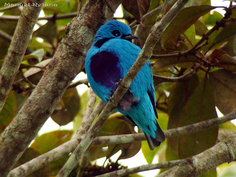 TVL: AVE DA SEMANA - Cotinga Turquesa