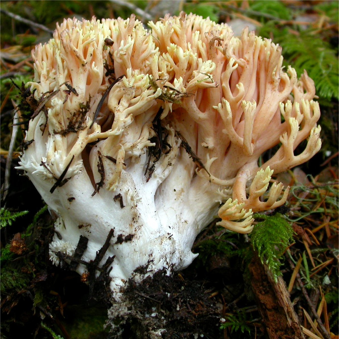 Setas y hongos: Ramaria elegante - Ramaria formosa