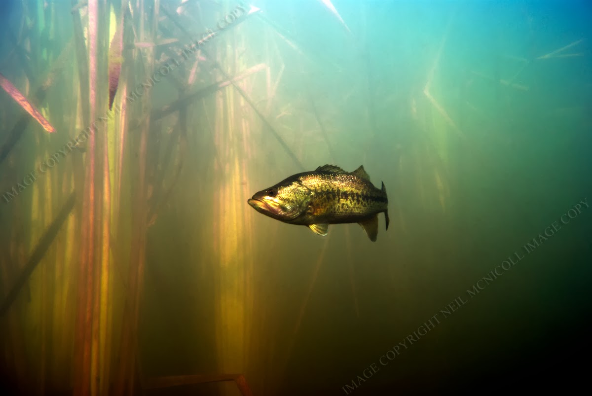 Largemouth Bass Underwater Photography: LARGEMOUTH BASS 3