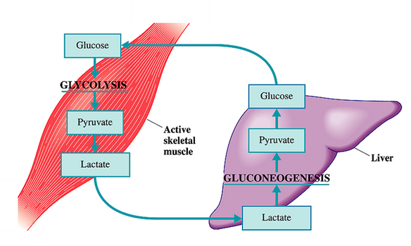 # 91 Anaerobic respiration - Ethanol and Lactate pathways | Biology ...