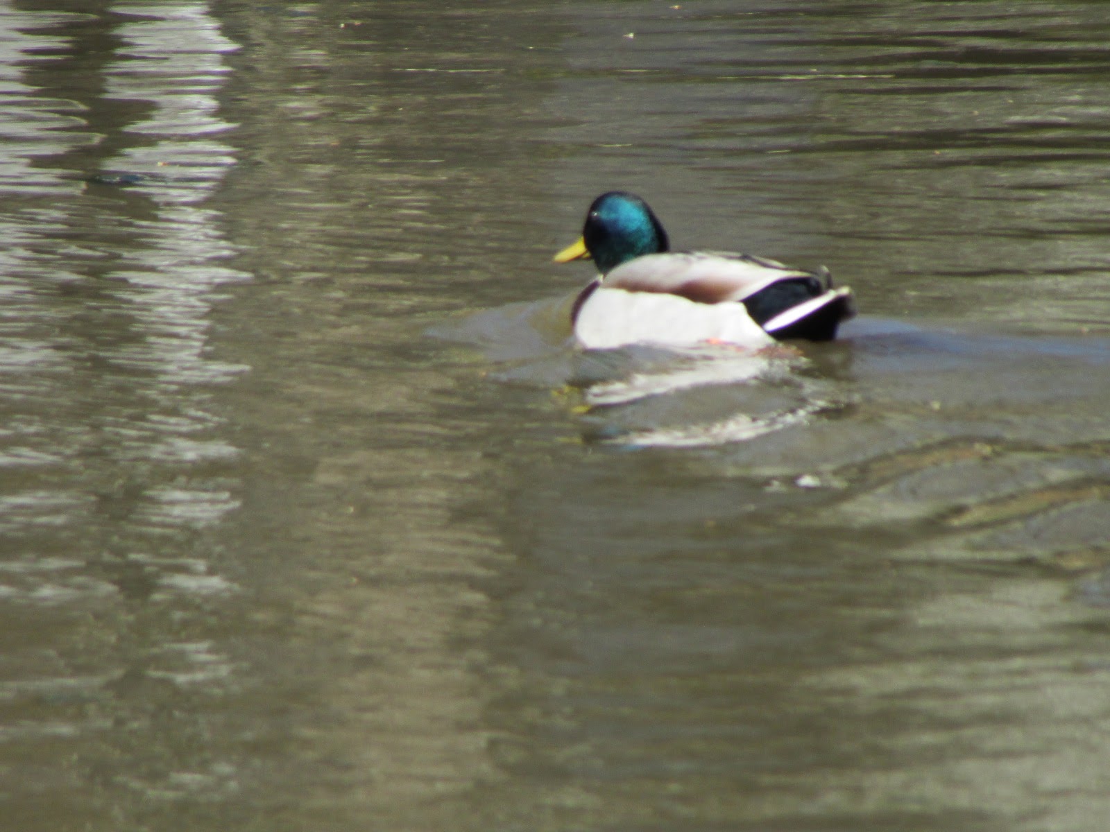Love For His People: Ducks Enjoying First Day of Spring - Charlotte, NC