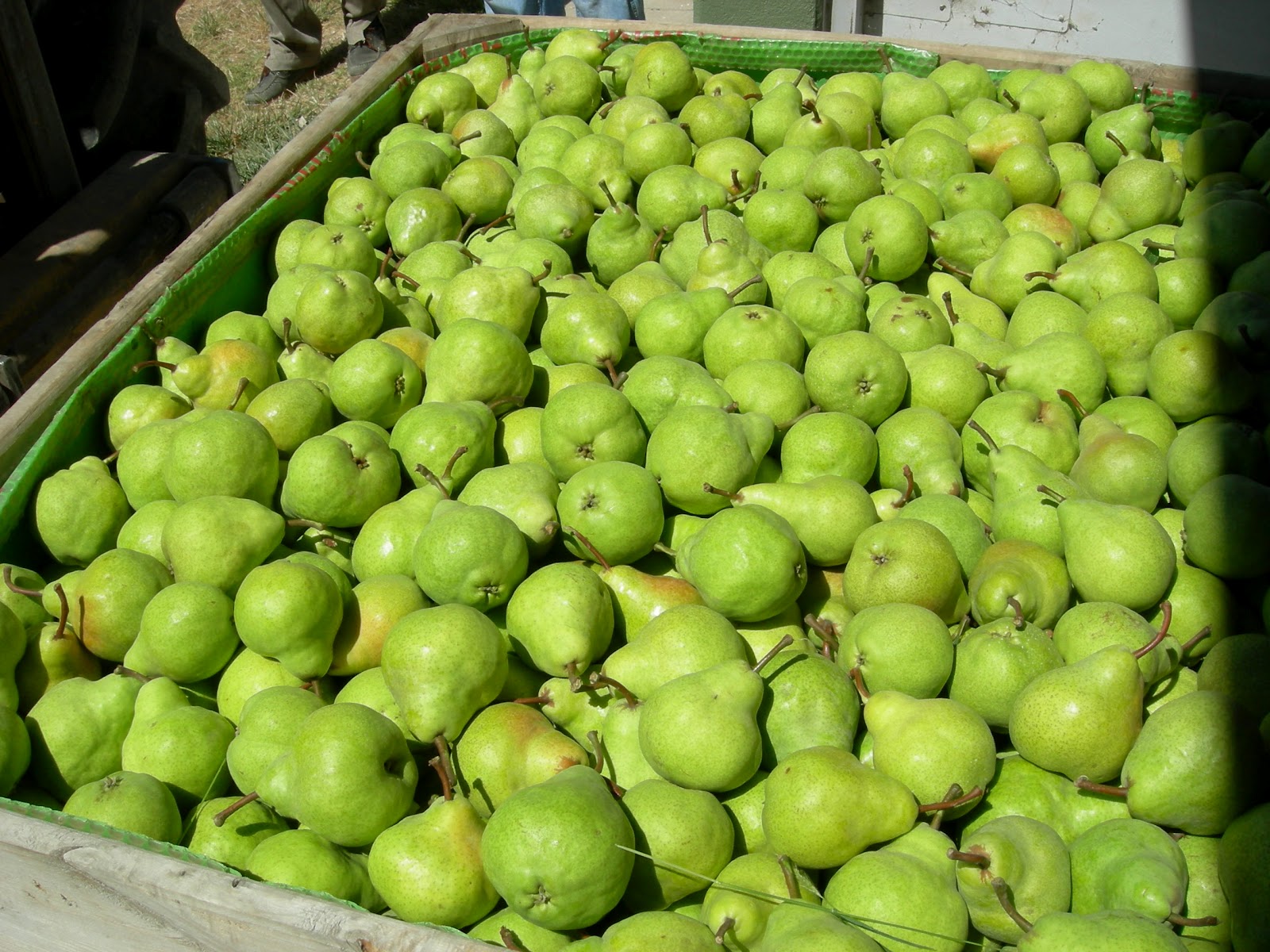 Spanish Postharvest Blog: Recubrimiento comestible en pera
