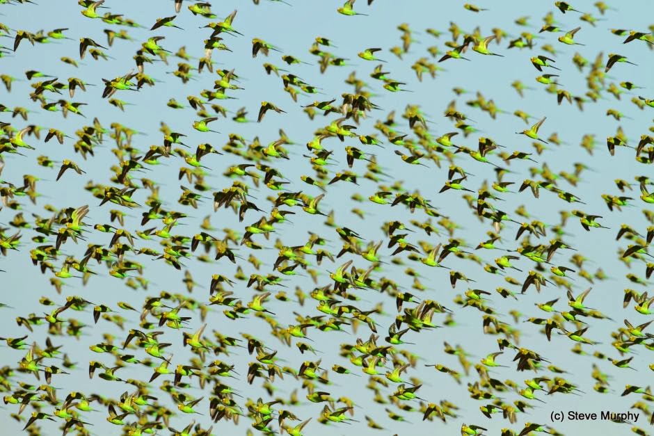 Tierra de papagayos, loros, cacatuas, pericos, cotorras y guacamayos ...