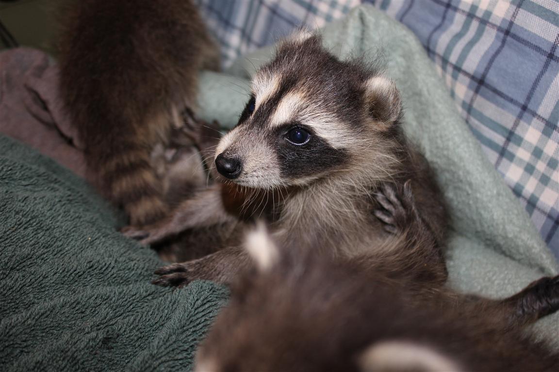 The Laughing Raccoon: It's raining raccoons!!