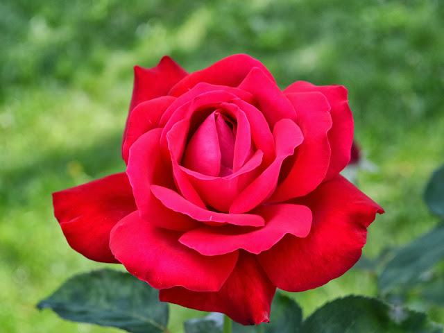 Imagenes de rosas rojas HD - Imagui