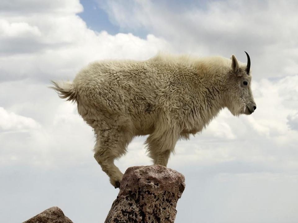 CLASA NOASTRĂ: [ FOTO ] CAPRA DE MUNTE
