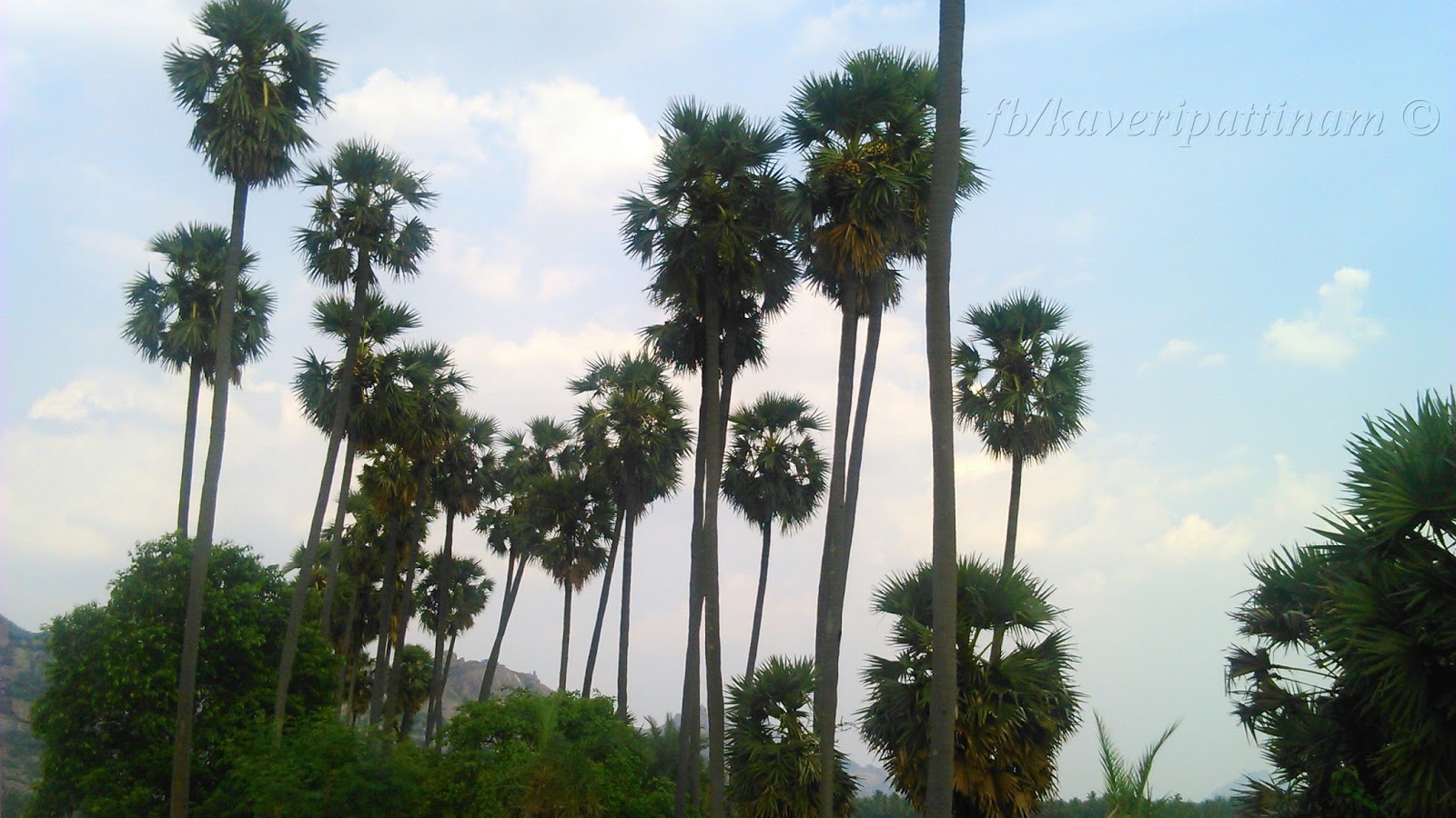 KAVERIPATTINAM: kaveripattinam Thimmapuram lake----www.facebook.com ...