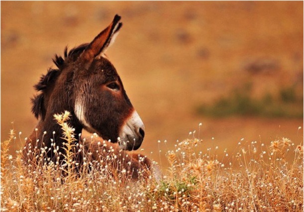 TOUT CE QUI EST: L ANE AU FOND DU PUITS