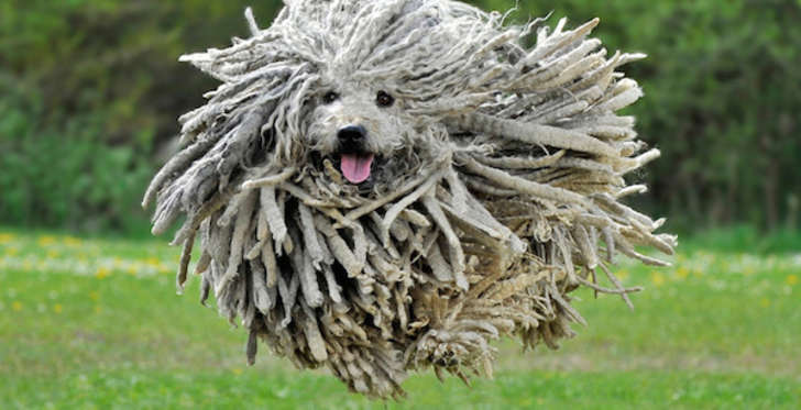 Aylmer to Zazzoo and Beyond: Komondor: The Rasta Dog