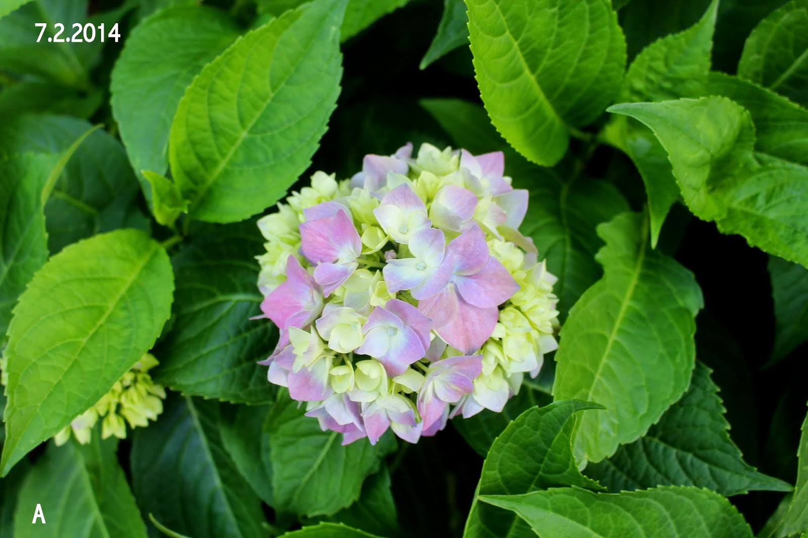 25 Hydrangeas : Ayesha Macrophylla Hydrangea