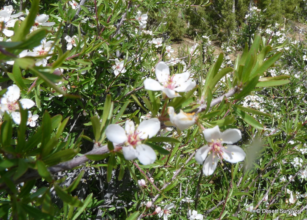 A Plant a Day: Wild Crab Apple - Peraphyllum ramosissimum