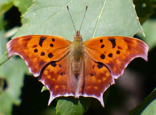 Question Mark Butterfly - Insects Morphology