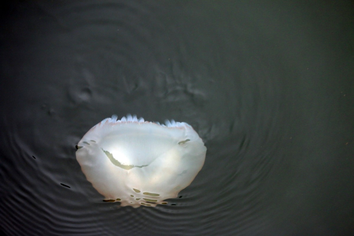 Peniche terra de mar e sol: ALFORRECAS NO PORTINHO DO MEIO