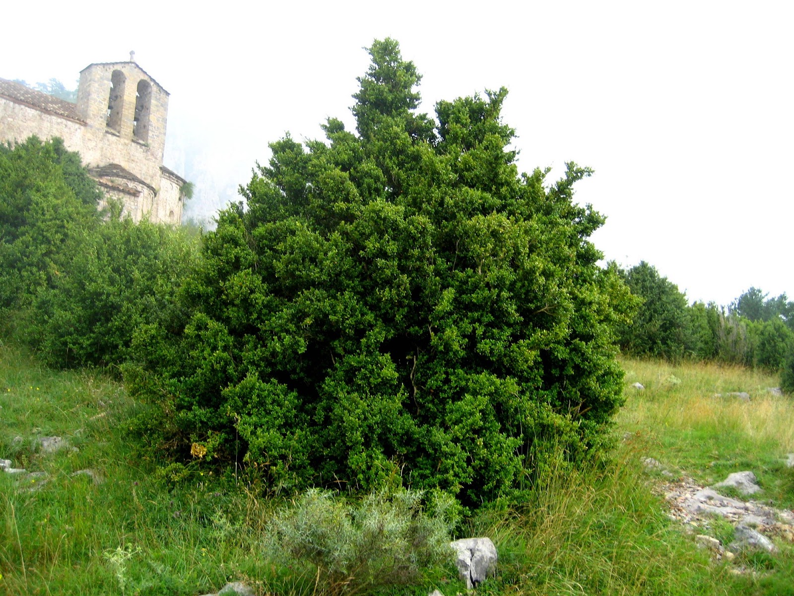 Árboles con alma: Boj. Boix. (Buxus sempervirens)