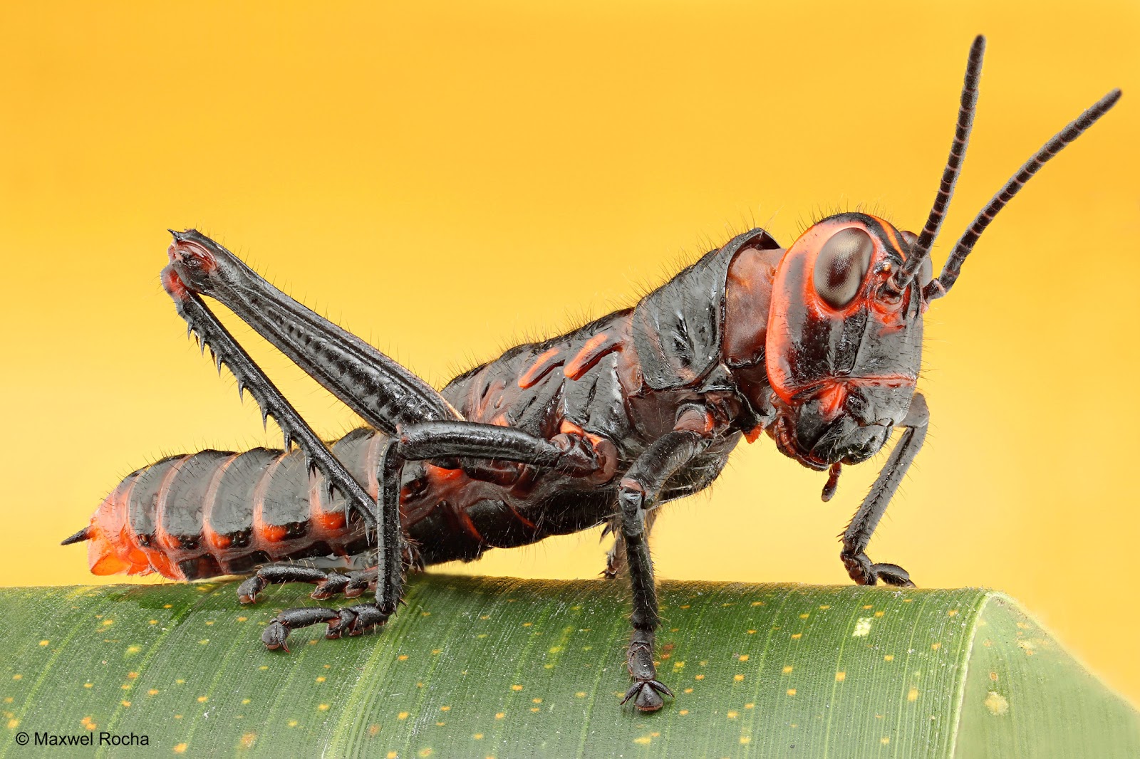 Fotos De Gafanhotos Gigantes - FDPLEARN