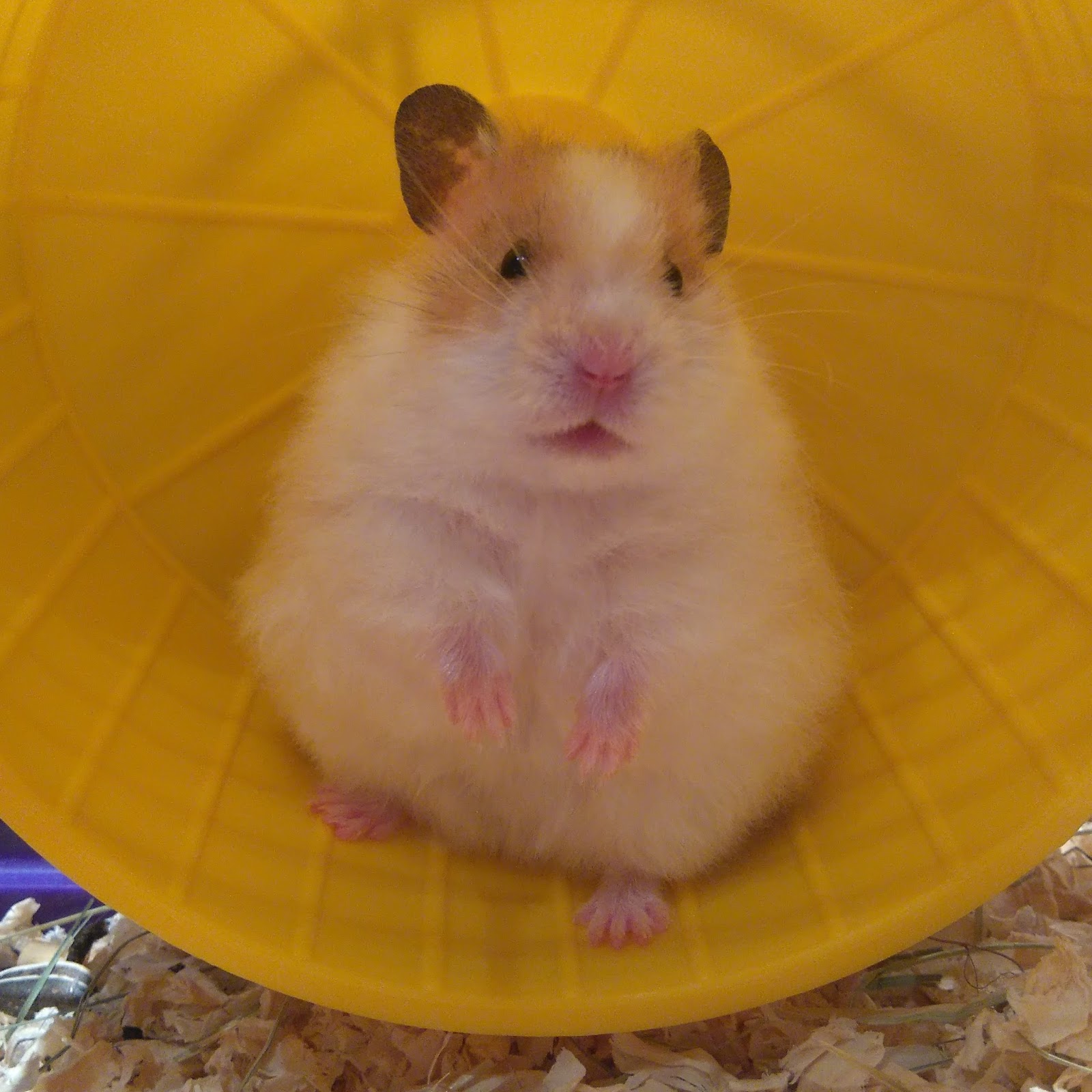 Mis hamsters favoritos.: abril 2017