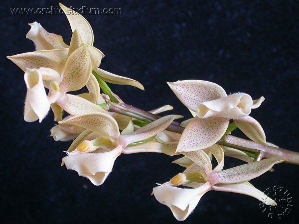 EXPOR ORQUIDEAS.COM: Clowesia - Mormode - Cycnoches