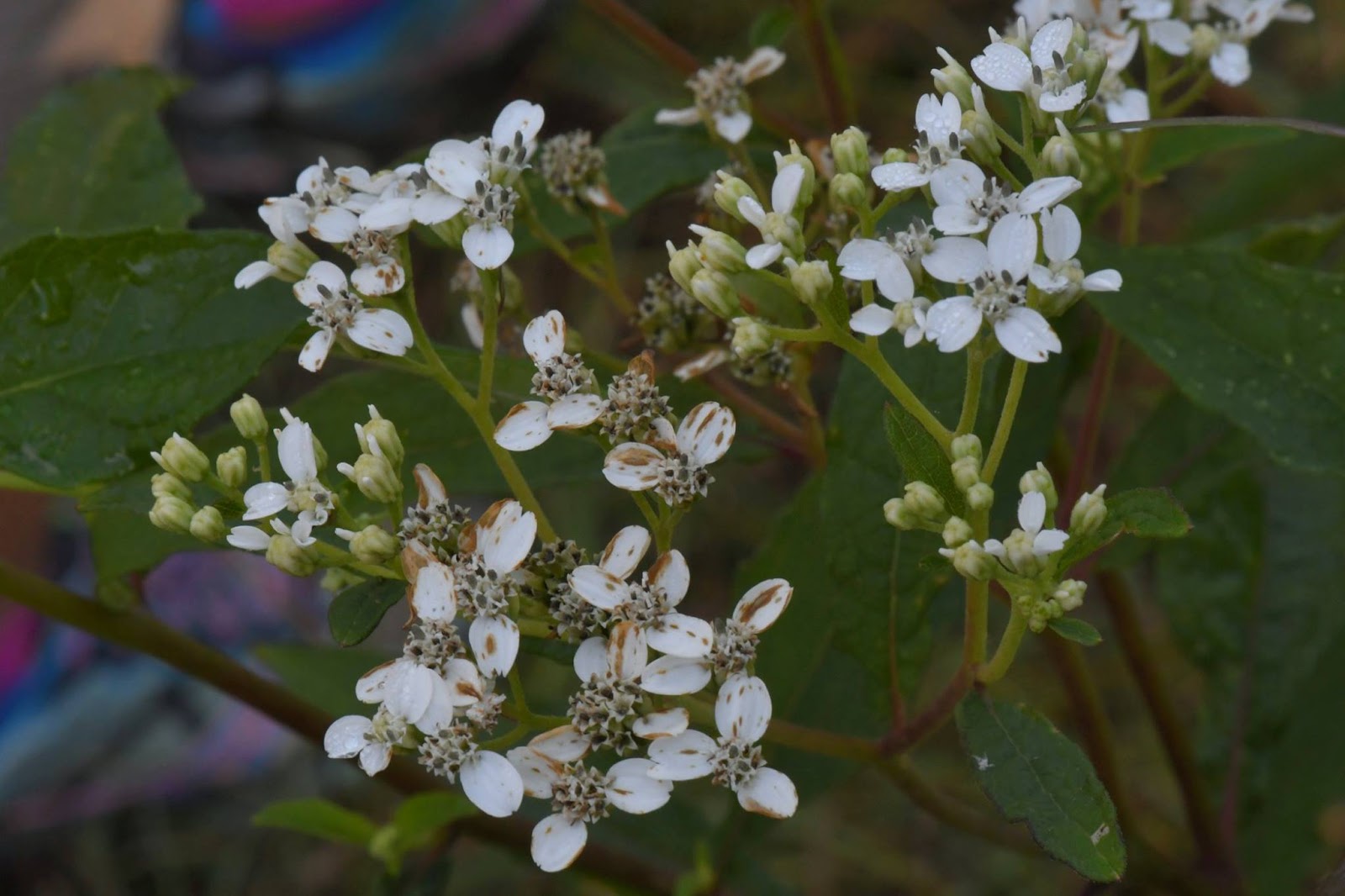 Nature Ramblers: Ramble Report August 30 2018