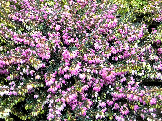 Hortus Italicus: Erica x darleyensis Bean 1914