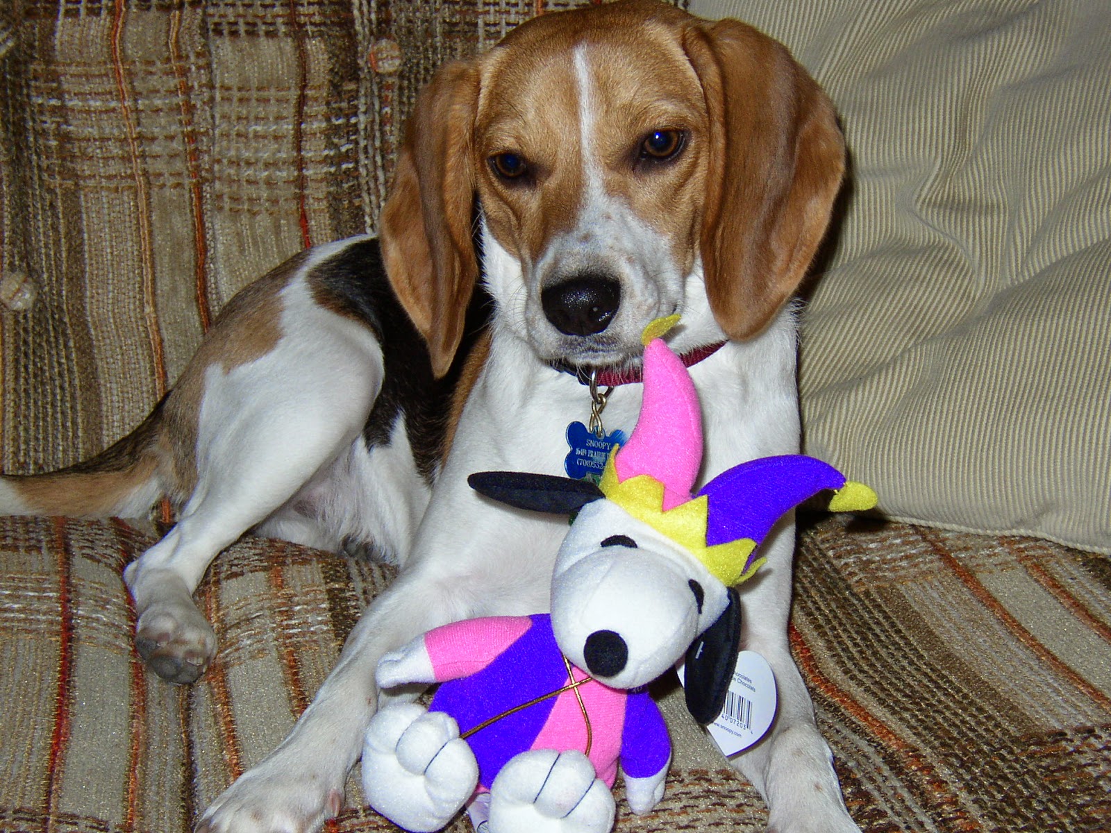 Responsive Literacy: For the Love of Snoopy