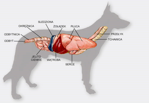 Dogs and veterinary: Anatomia