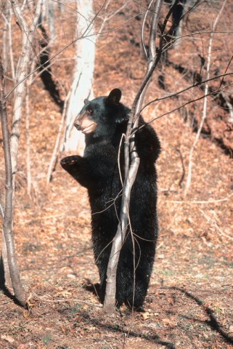 More than 150 Ohio Black Bear sightings reported in 2010 - Gr8LakesCamper