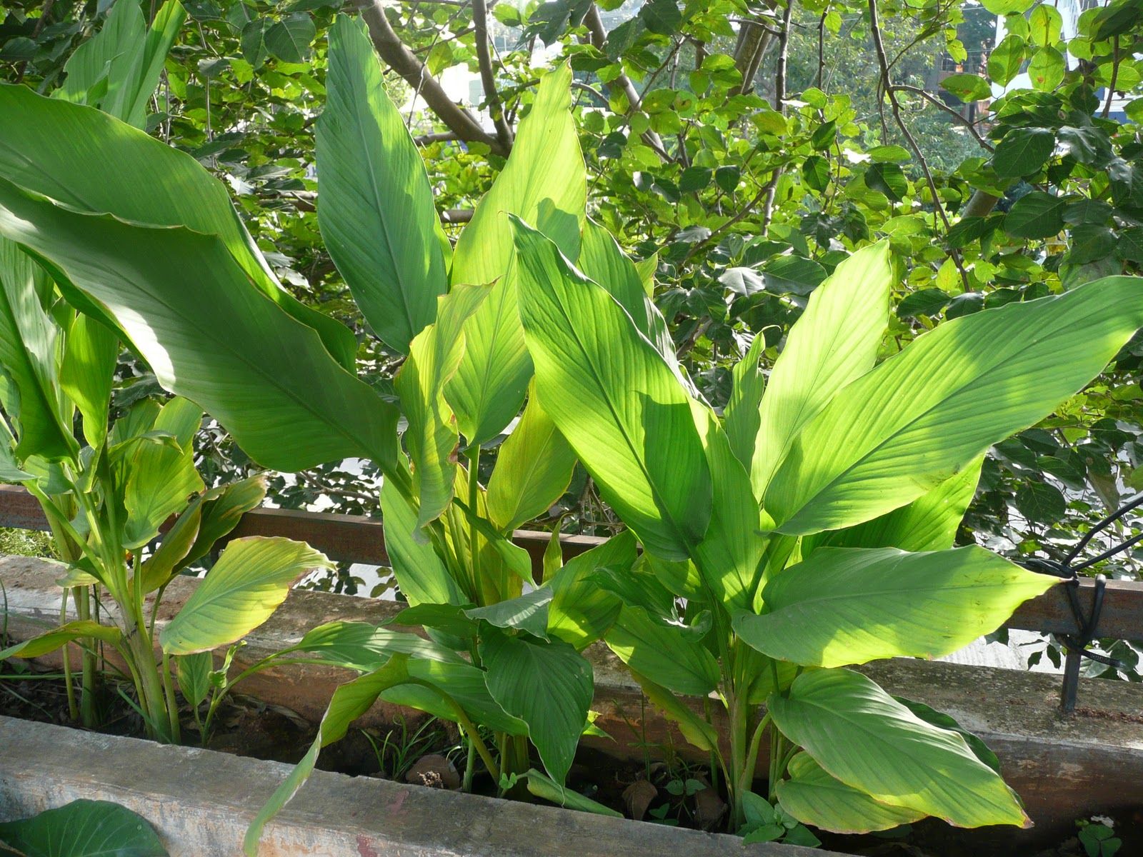 Blog FUAD - Informasi Dikongsi Bersama: 10 Health Benefits of Turmeric